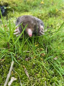 Eastern Mole – Westchester Wildlife