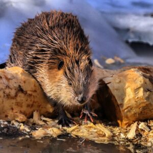Do Beavers Eat Wood In Your Backyard? – Westchester Wildlife