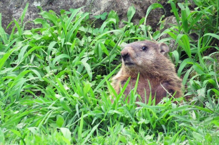 Is It Bad To Have A Groundhog In Your Yard? – Westchester Wildlife