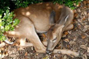Why Do Deer Sleep In My Yard? – Westchester Wildlife