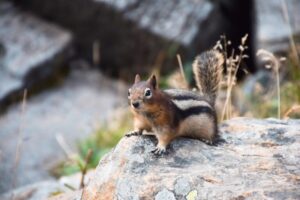 Do Chipmunks Hibernate In Winter? – Westchester Wildlife