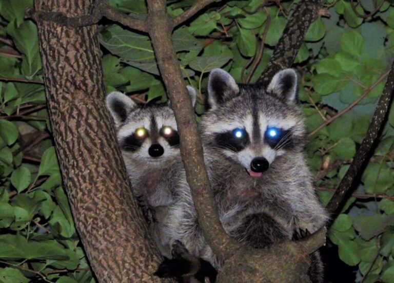 Can Raccoons Live In Trees In Your Yard? – Westchester Wildlife