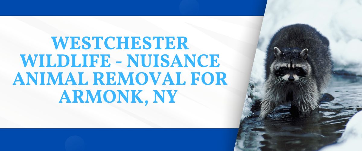 Nuisance Animal Removal for Armonk, NY – Westchester Wildlife