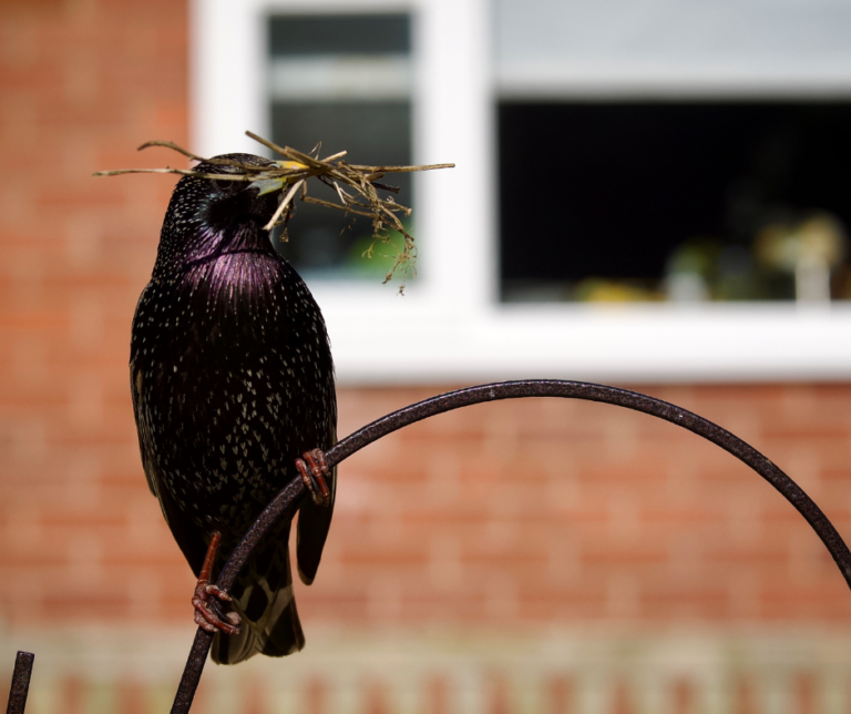 Bird Proofing Your Home This Spring – Westchester Wildlife