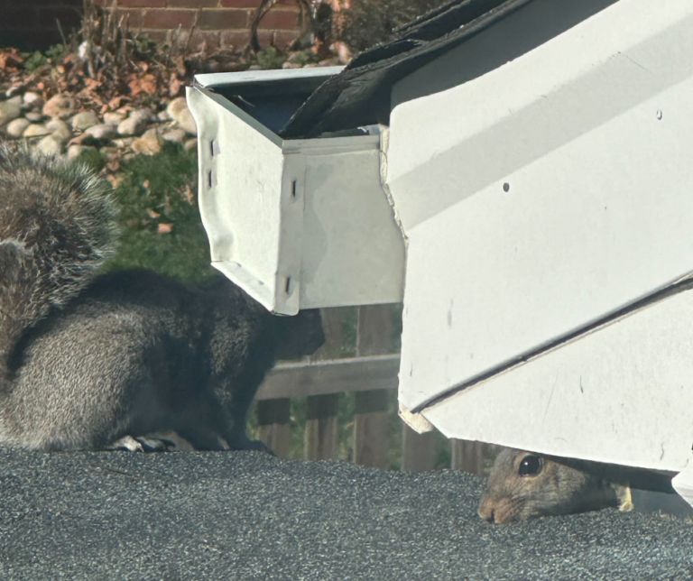 The Two Squirrel Nesting Seasons – Westchester Wildlife