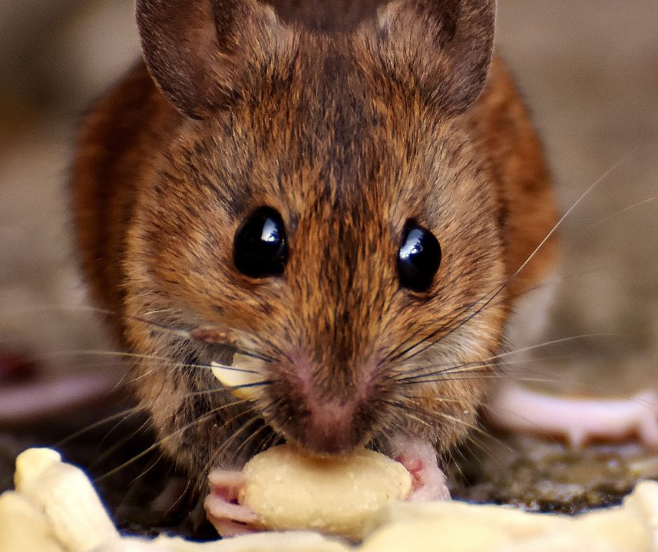 What Attracts Mice To Your Home in Westchester? – Westchester Wildlife