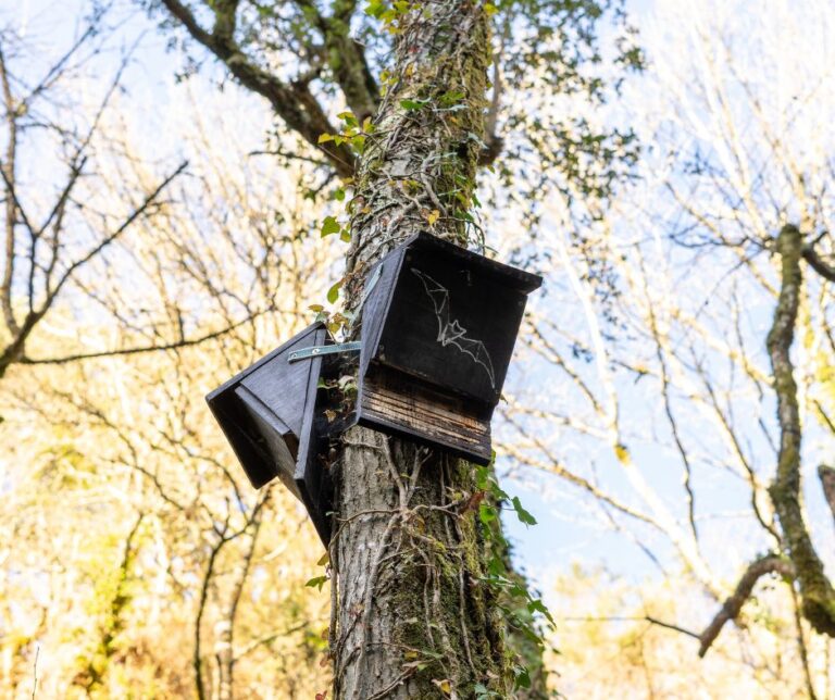 The Benefits of Installing Bat Houses for Natural Pest Control ...