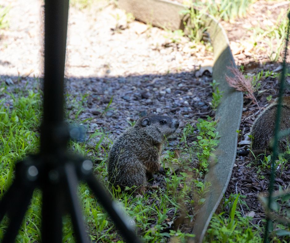 Eco-Friendly and Humane Wildlife Deterrent Methods for Your Garden ...