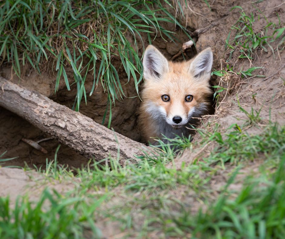 Understanding the Behavior and Habitat of Foxes in Suburban Areas ...