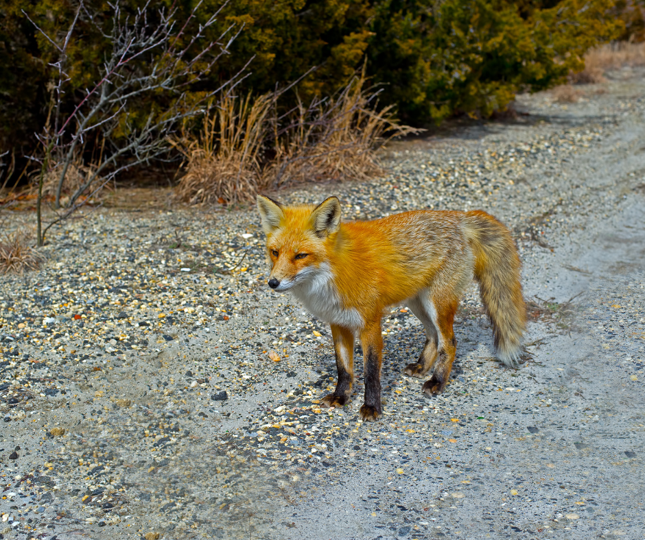 Understanding the Behavior and Habitat of Foxes in Suburban Areas ...
