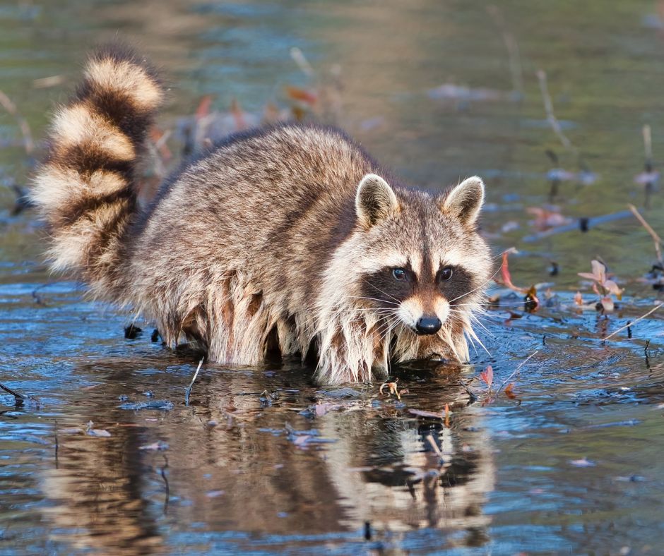 How Do Animals Keep Cool in the Summer? – Westchester Wildlife