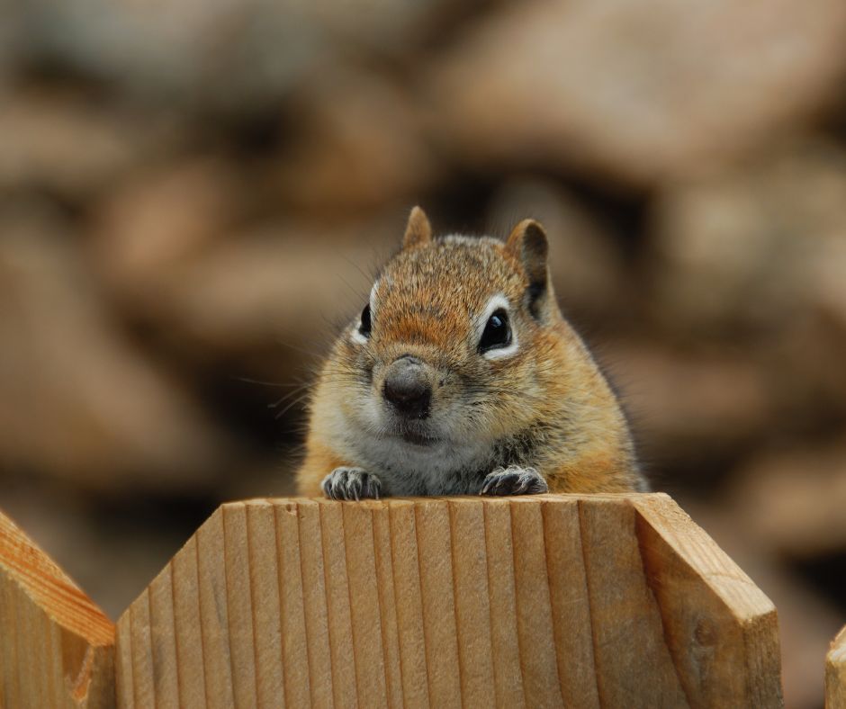 How To Get Rid of Chipmunks – Westchester Wildlife