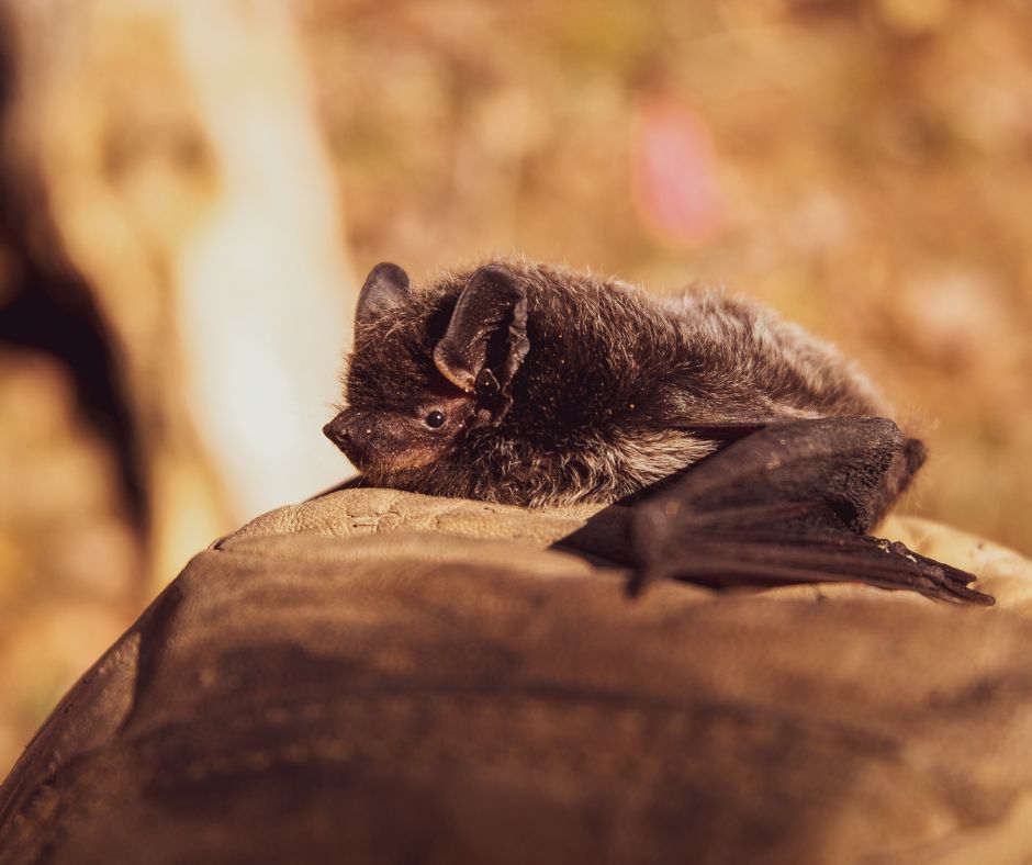 The Importance of Bat Exclusion – Westchester Wildlife