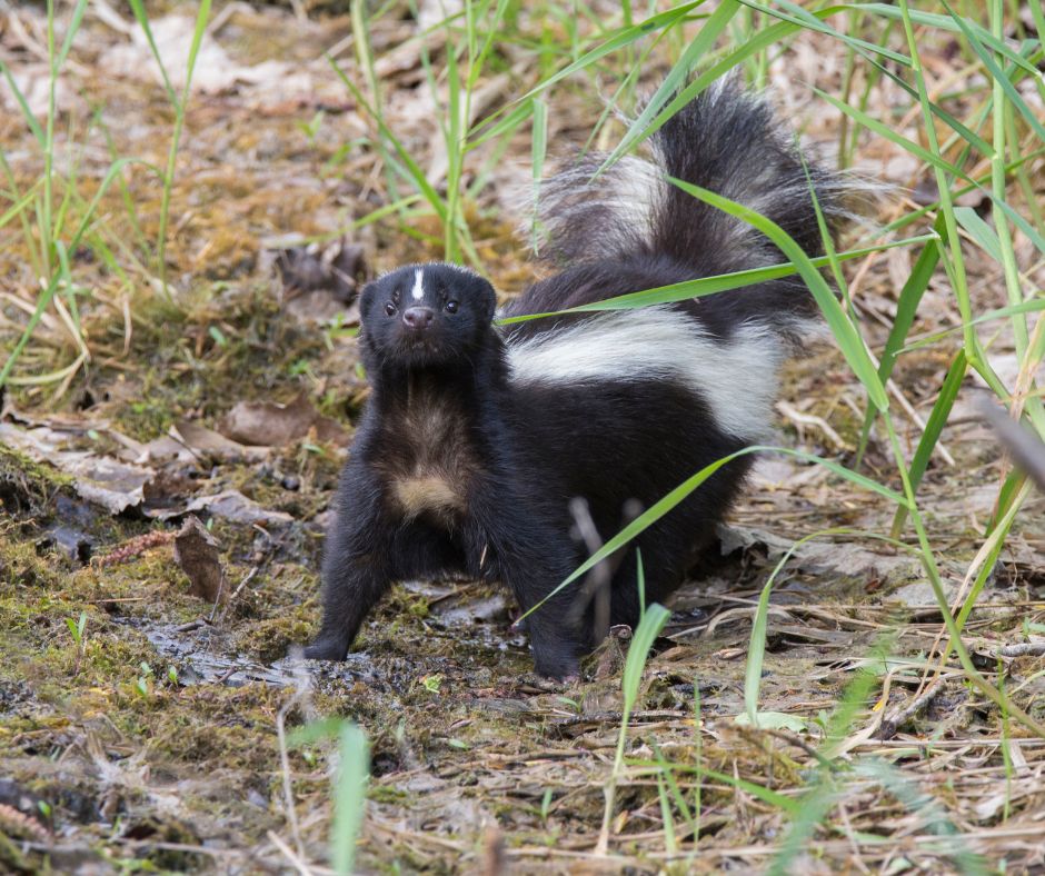 Dangers of a Skunk Problem – Westchester Wildlife