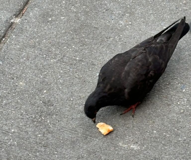 How To Deal With Pigeon Problems in the Winter – Westchester Wildlife