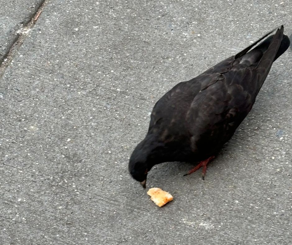 How To Deal With Pigeon Problems in the Winter – Westchester Wildlife
