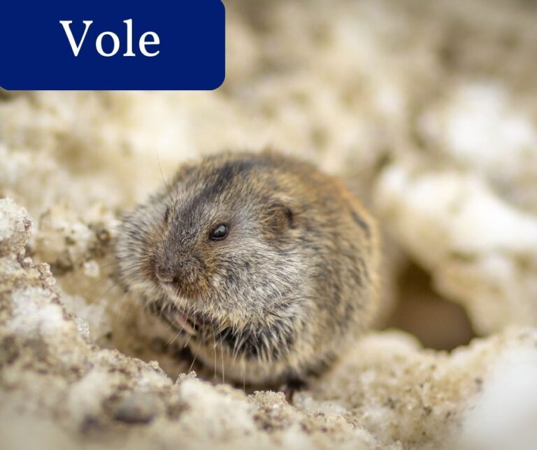 What’s The Difference Between Mice, Moles, Voles, and Shrews ...