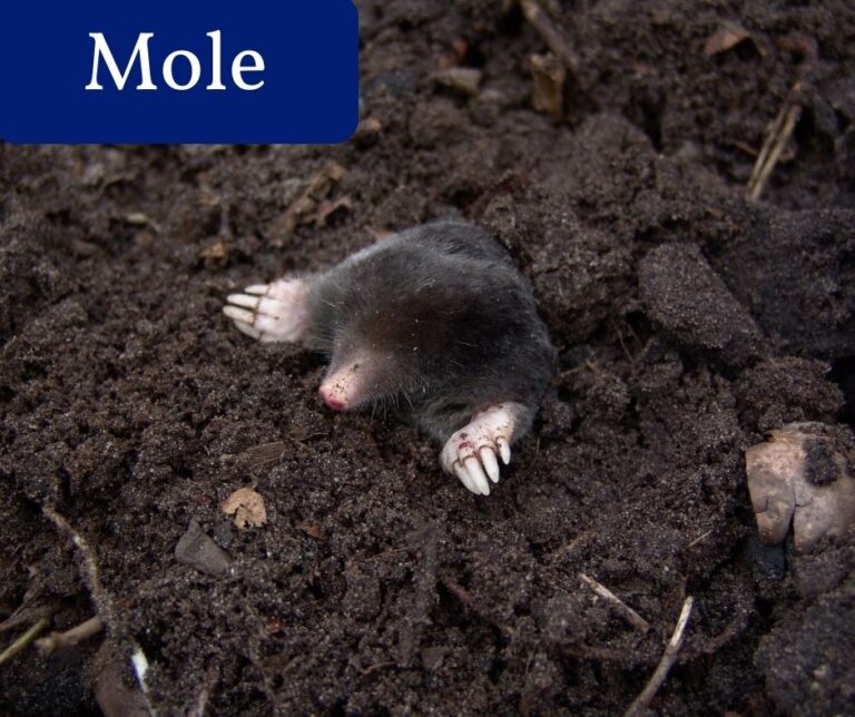 What’s The Difference Between Mice, Moles, Voles, and Shrews ...