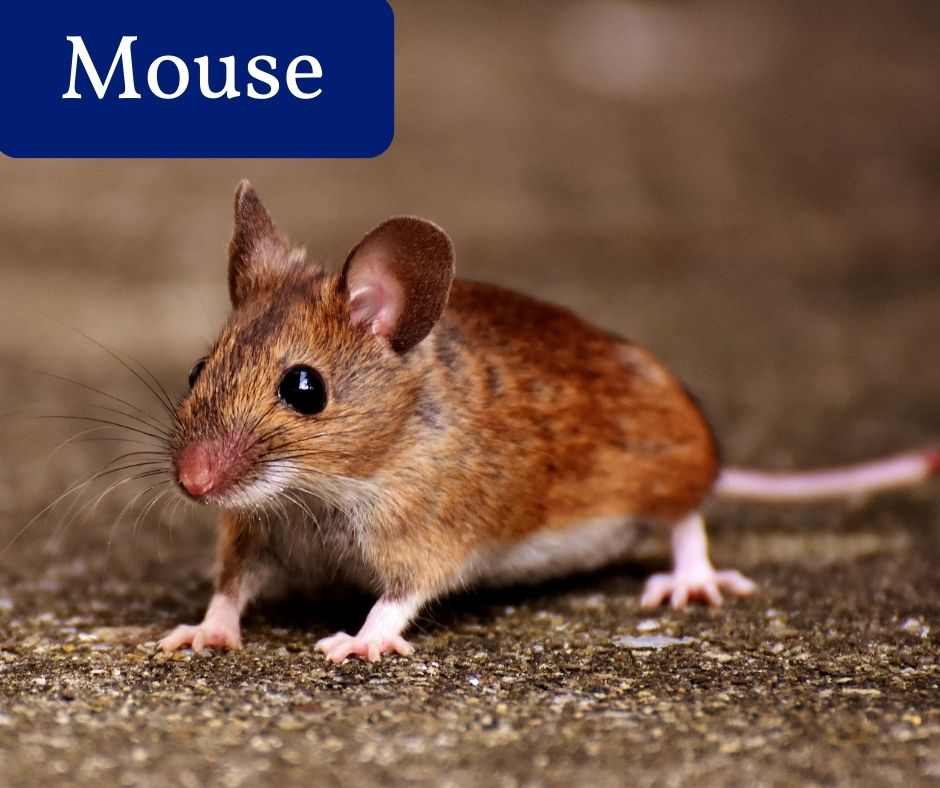 What’s The Difference Between Mice, Moles, Voles, and Shrews ...